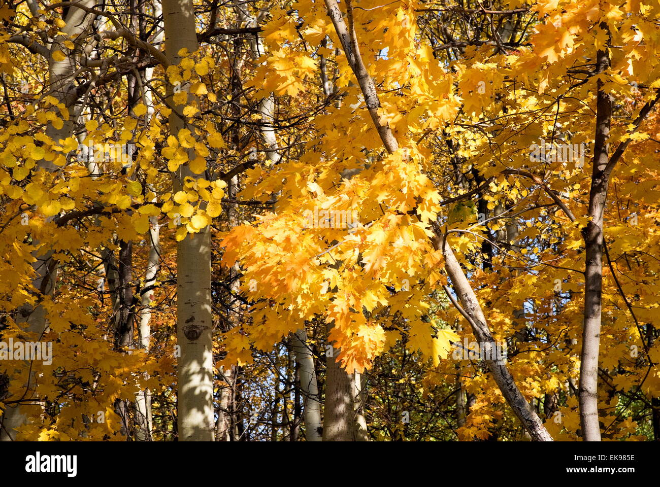 background of yellow autumn leaves Stock Photo - Alamy