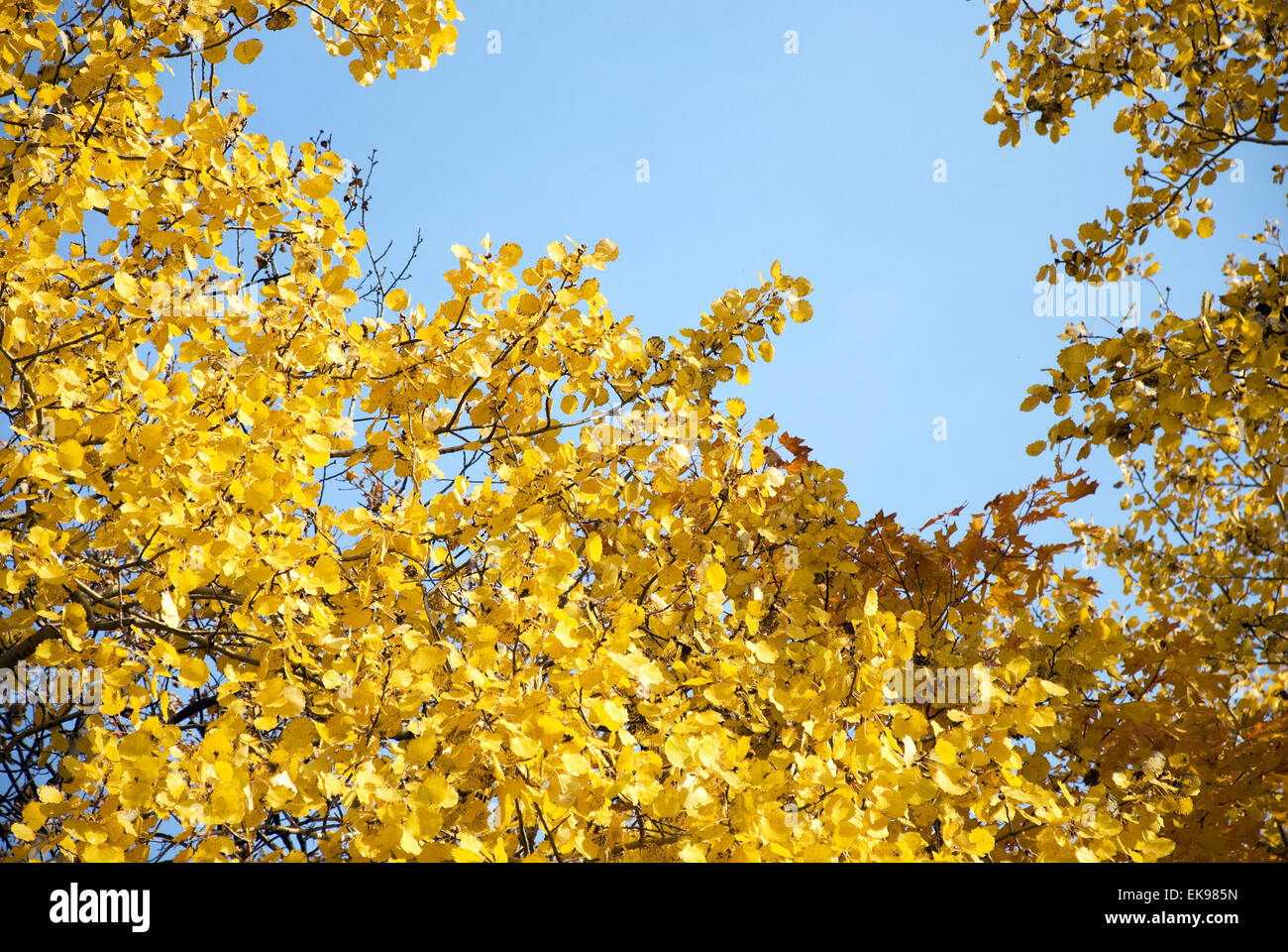 background of yellow autumn leaves Stock Photo - Alamy