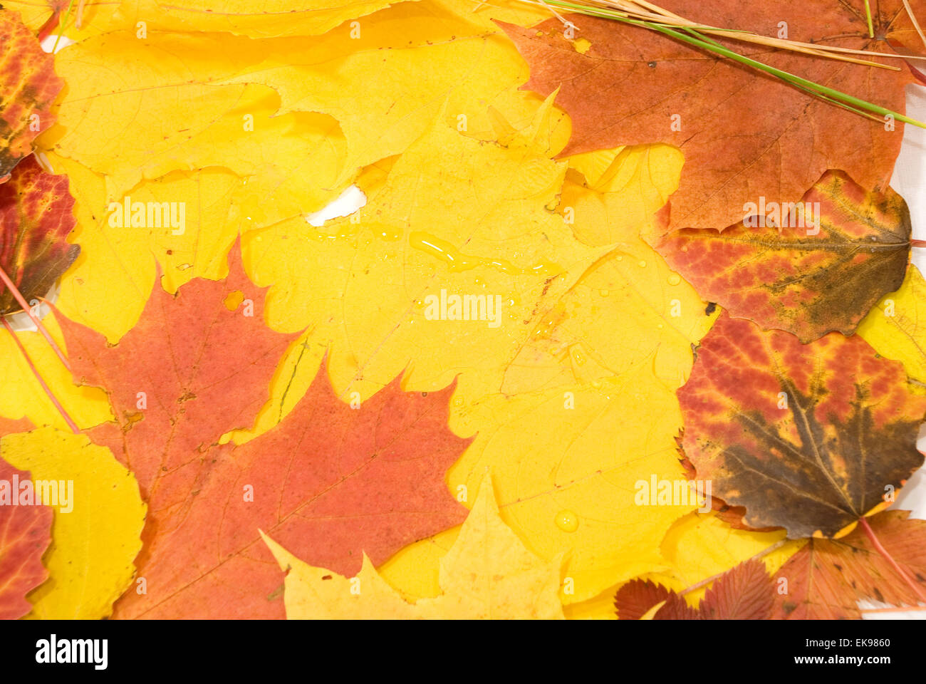 background of yellow autumn leaves Stock Photo - Alamy