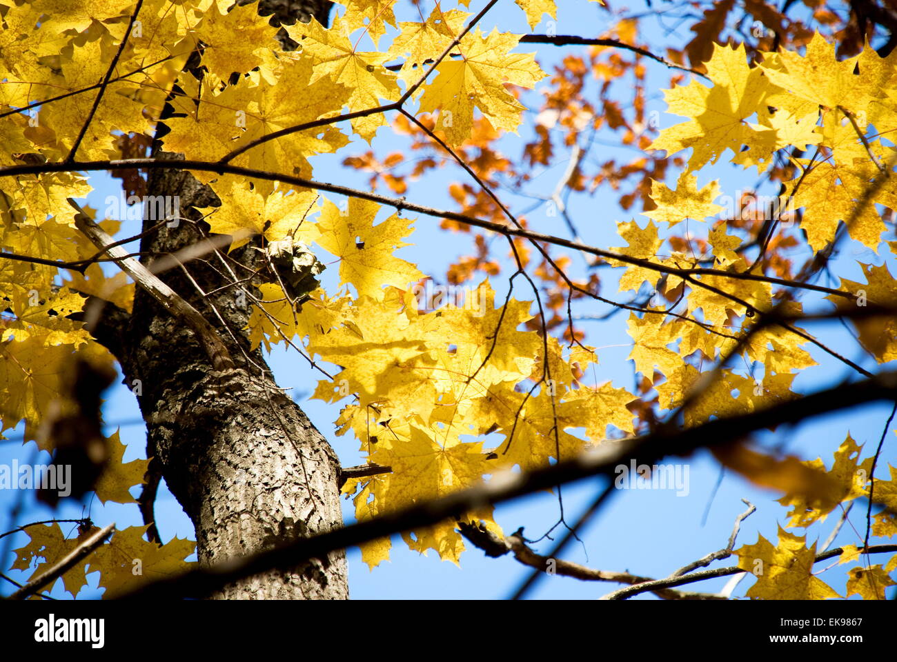 background of yellow autumn leaves Stock Photo - Alamy