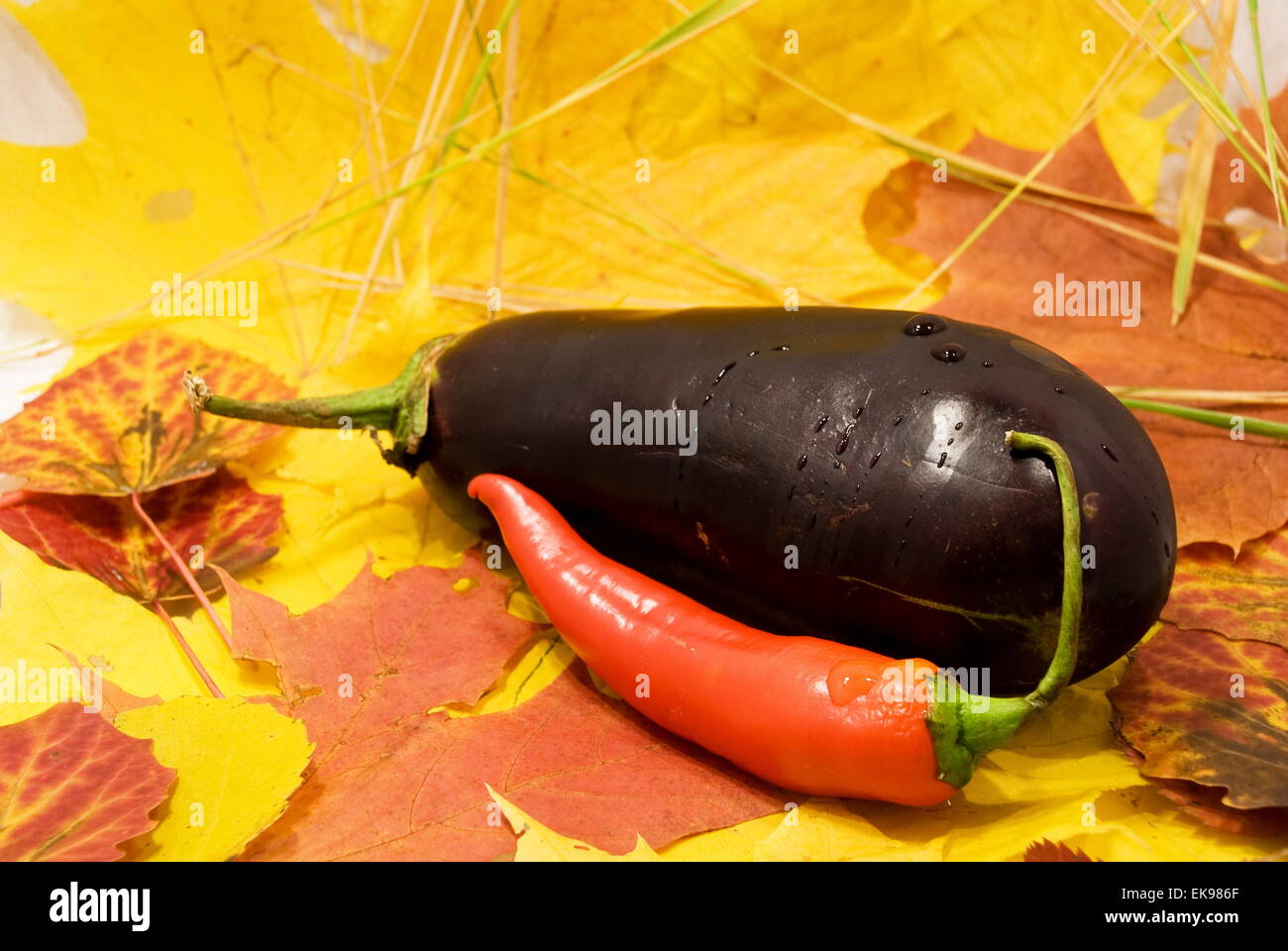 Autumn Still Life Stock Photo - Alamy