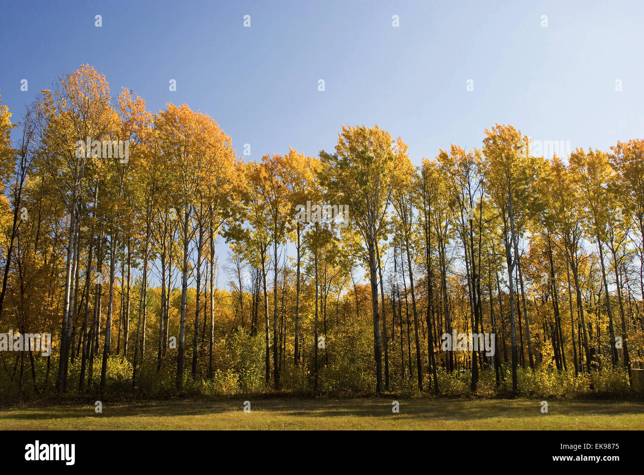 Climate deciduous trees hi-res stock photography and images - Alamy