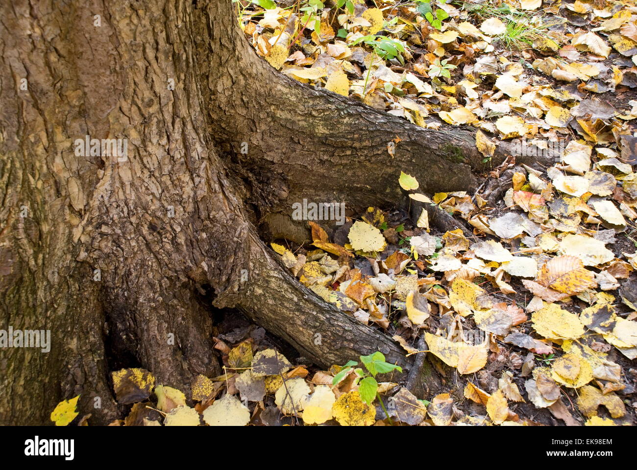 Unrooted tree hi-res stock photography and images - Alamy