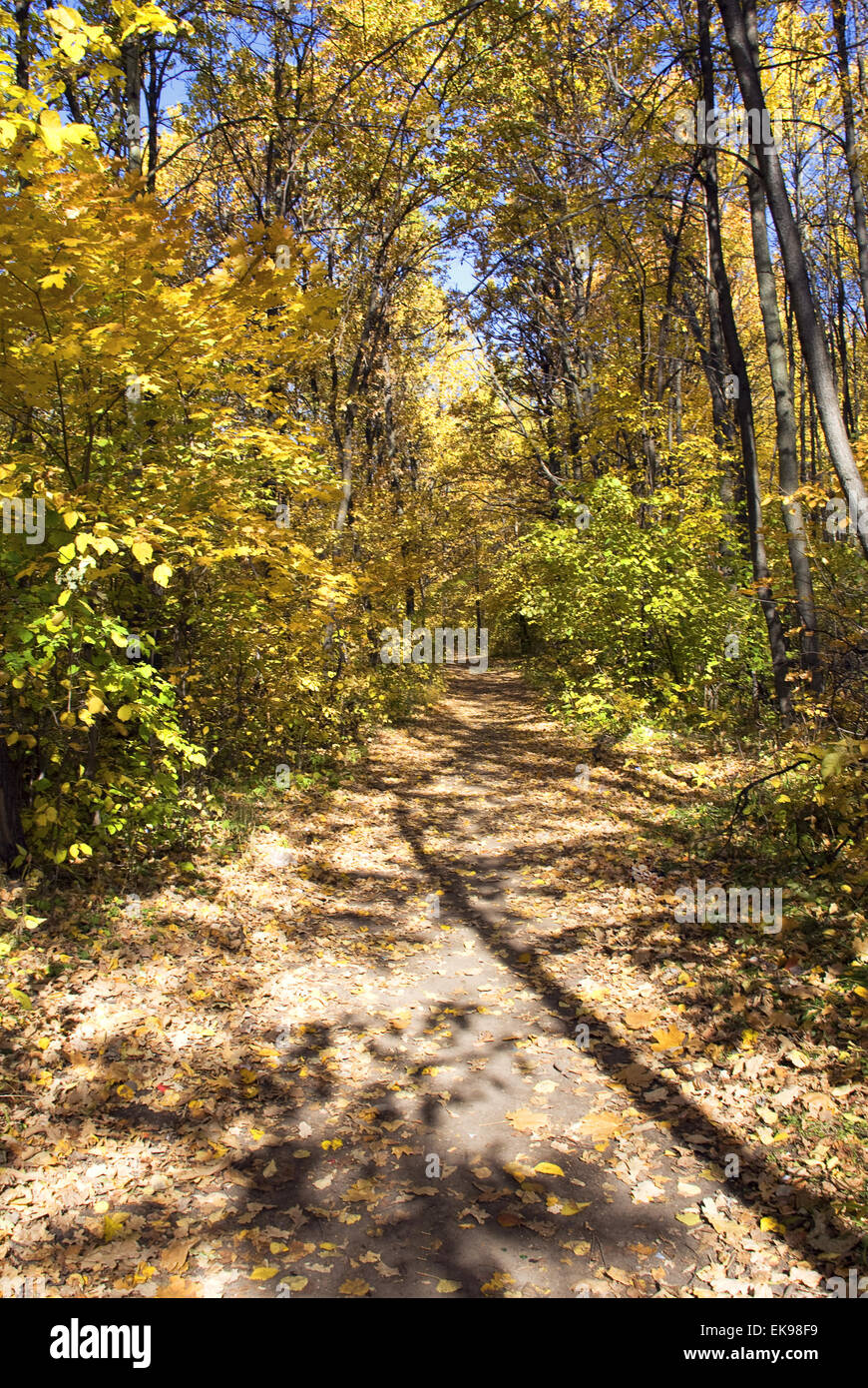 trees in autumn forest Stock Photo - Alamy