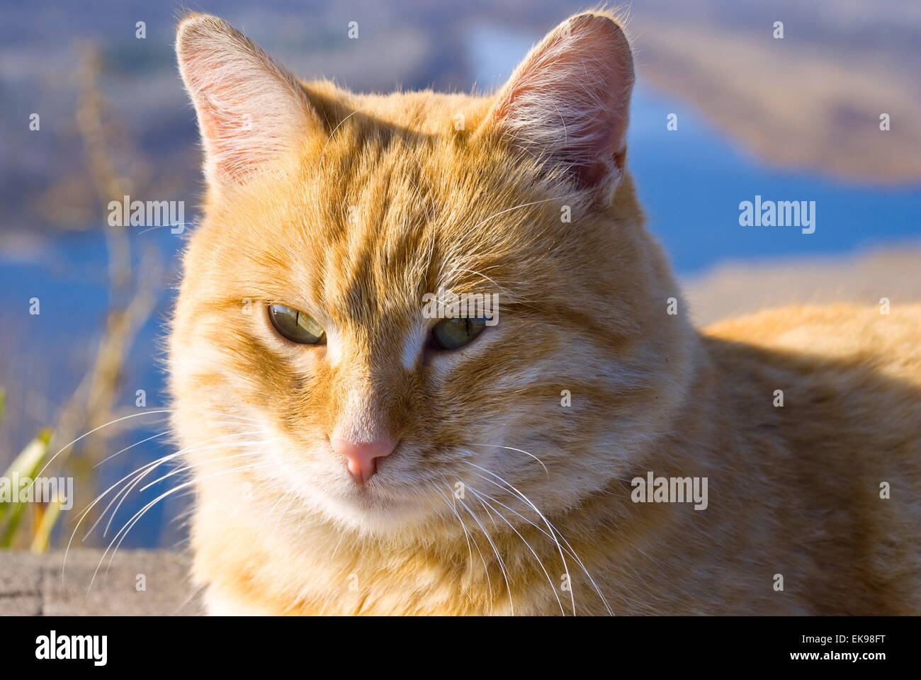 Cat on the nature Stock Photo - Alamy