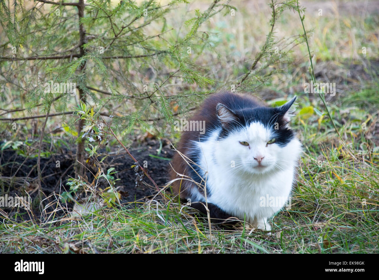 Cat on the nature Stock Photo - Alamy