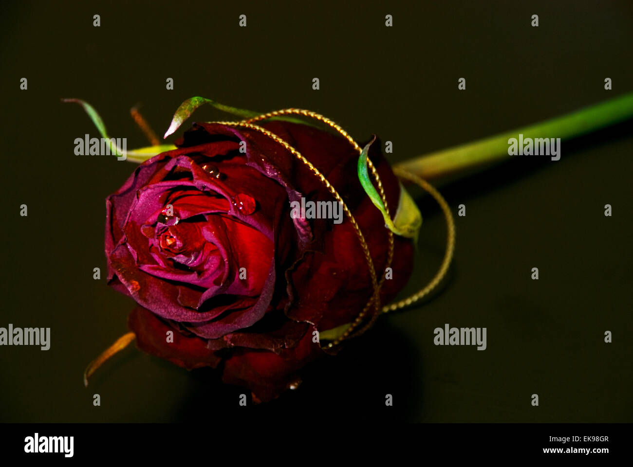 conceptually highlight roses on a black background Stock Photo - Alamy