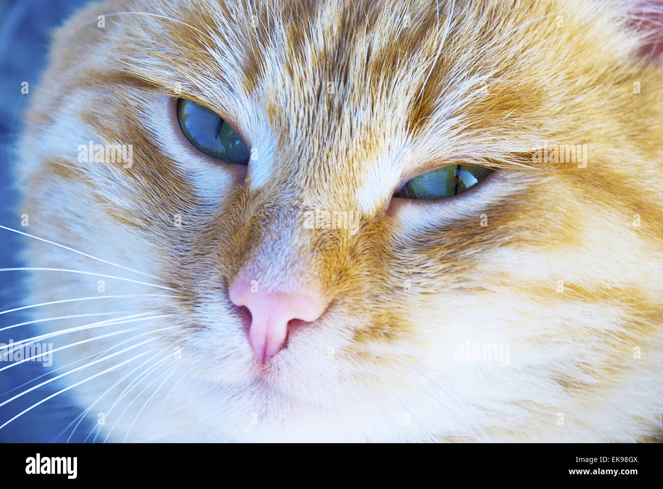 Cat on the nature Stock Photo - Alamy
