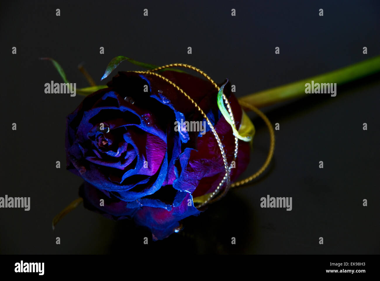 conceptually highlight roses on a black background Stock Photo - Alamy