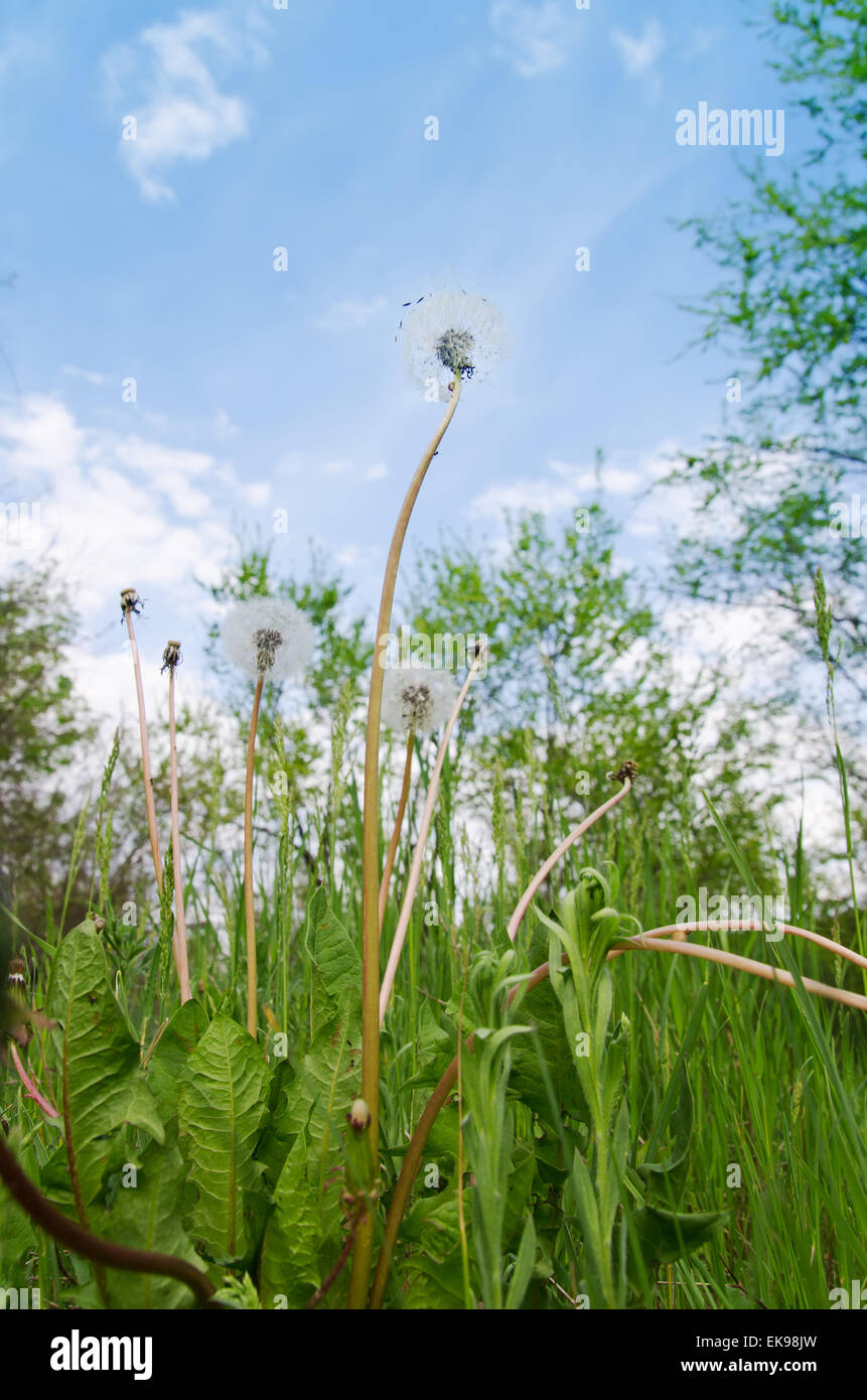 old dandelion in green grass field and blue sky Stock Photo - Alamy