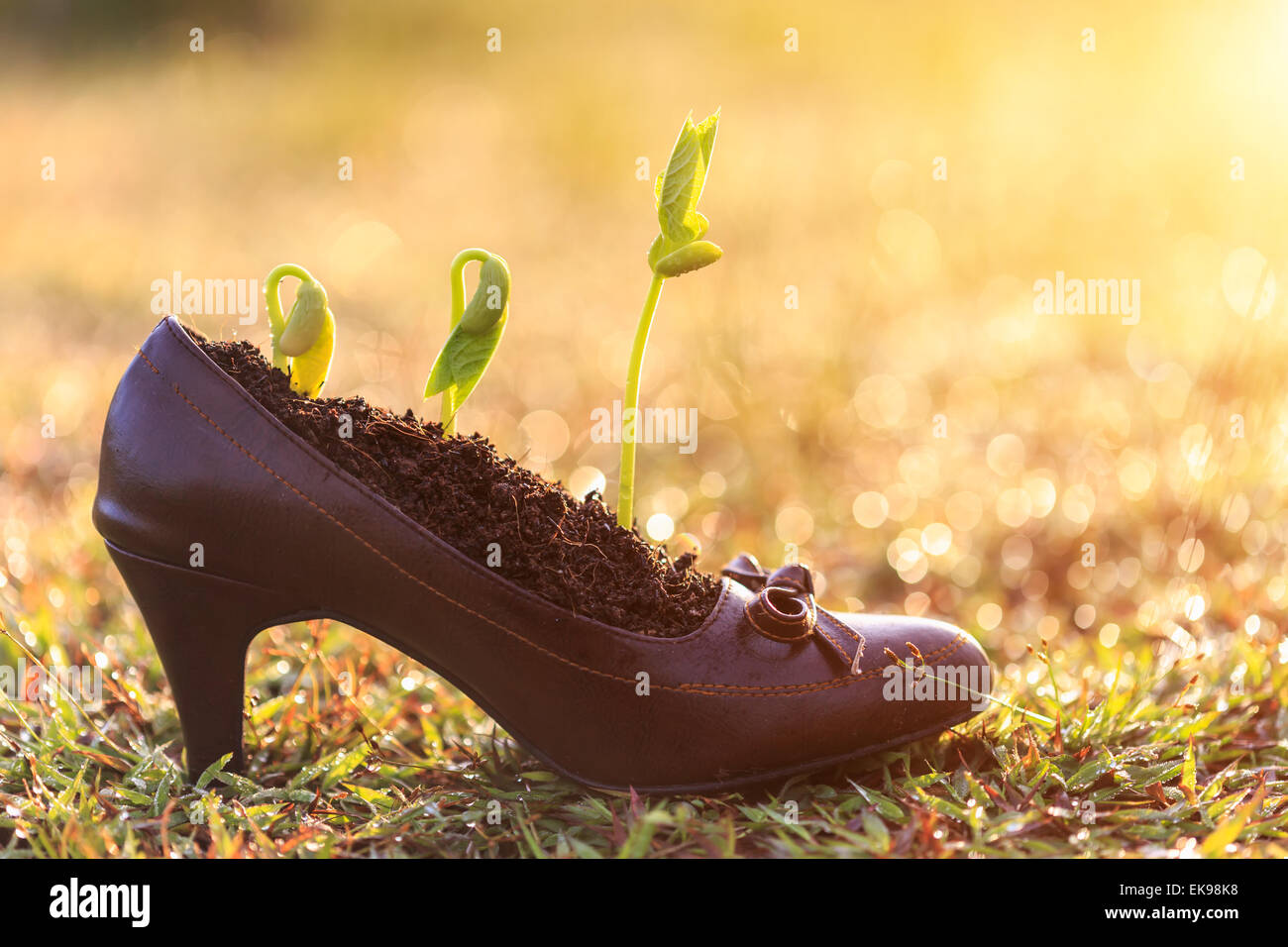 Young plant growth in lady shoe, recycle concept Stock Photo - Alamy
