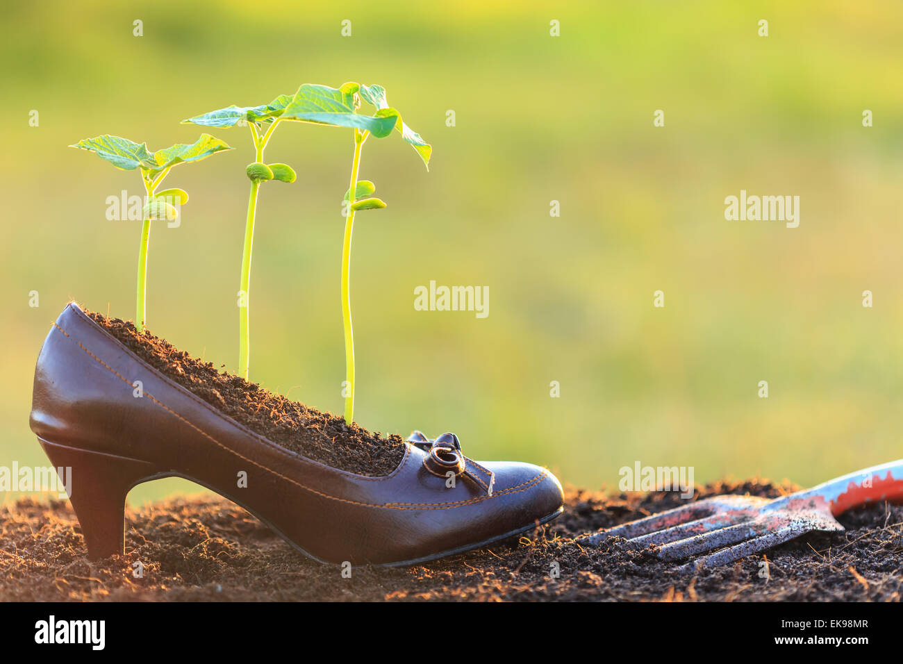 Young plant growth in lady shoe, recycle concept Stock Photo - Alamy