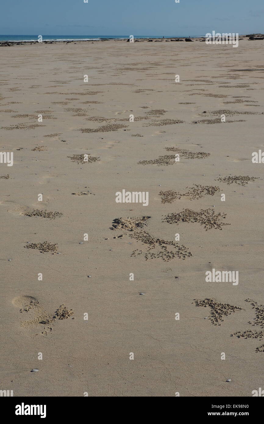 Pattern of sand pellets formed by sand bubbler crabs on Cable Beach ...