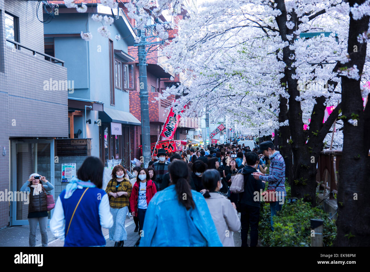 Cherry blossom,Meguro River,Meguro-Ku,Tokyo,Japan Stock Photo - Alamy
