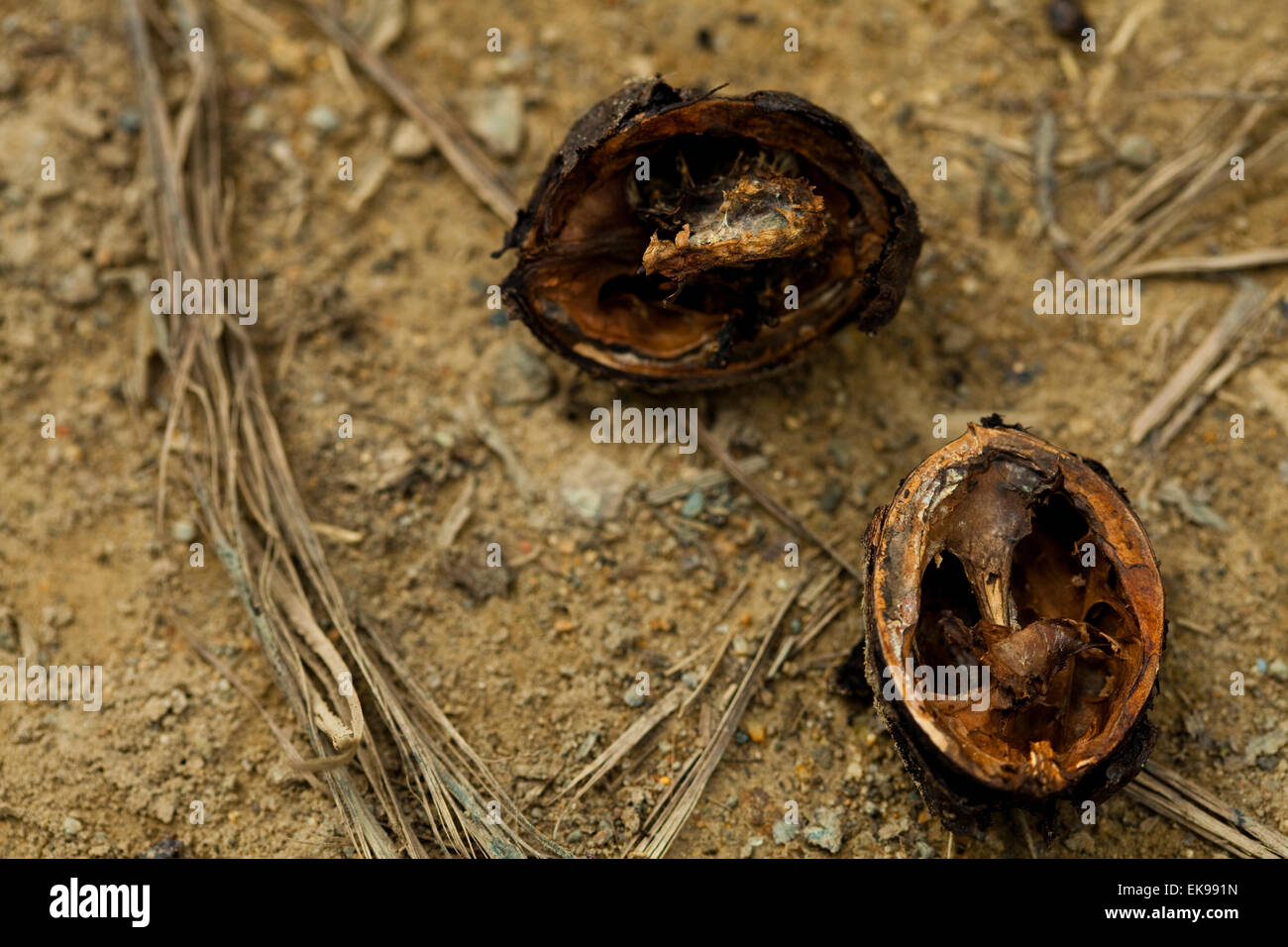 Shelled ground hi-res stock photography and images - Alamy