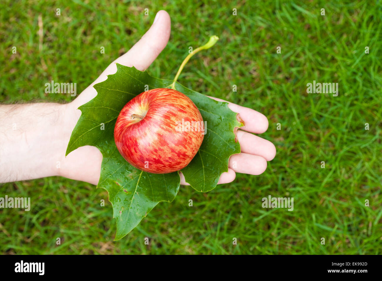 Apple in hand withÂ leaves on the background of grass Stock Photo - Alamy