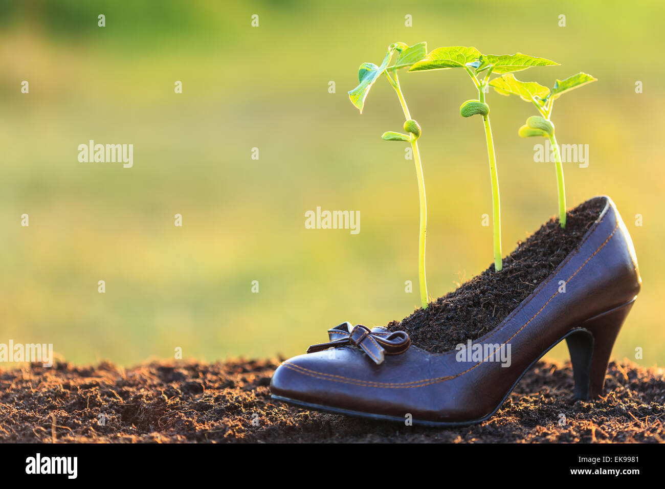 Young plant growth in lady shoe, recycle concept Stock Photo - Alamy