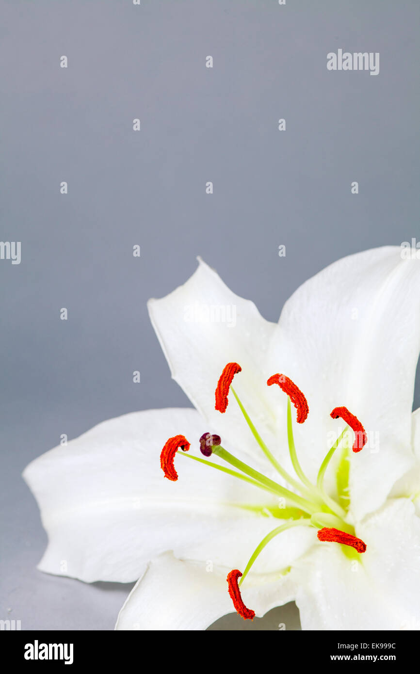 Beautiful white easter lily flower bouquet hi-res stock photography and ...