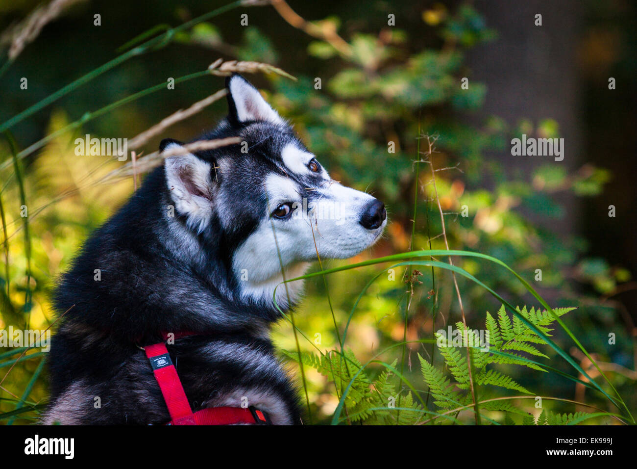 Siberian husky in a forest Stock Photo - Alamy