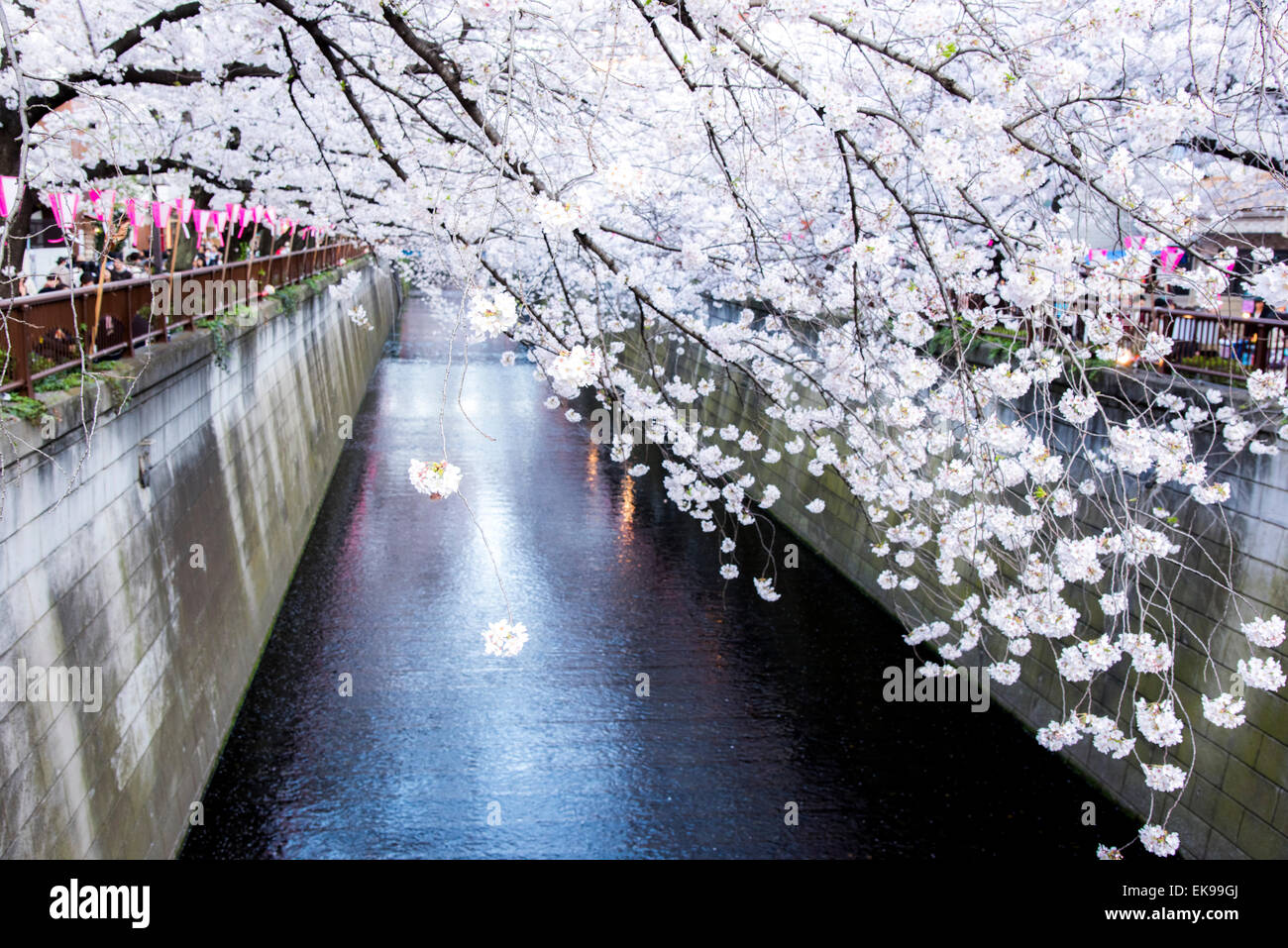 Cherry blossom,Meguro River,Meguro-Ku,Tokyo,Japan Stock Photo - Alamy
