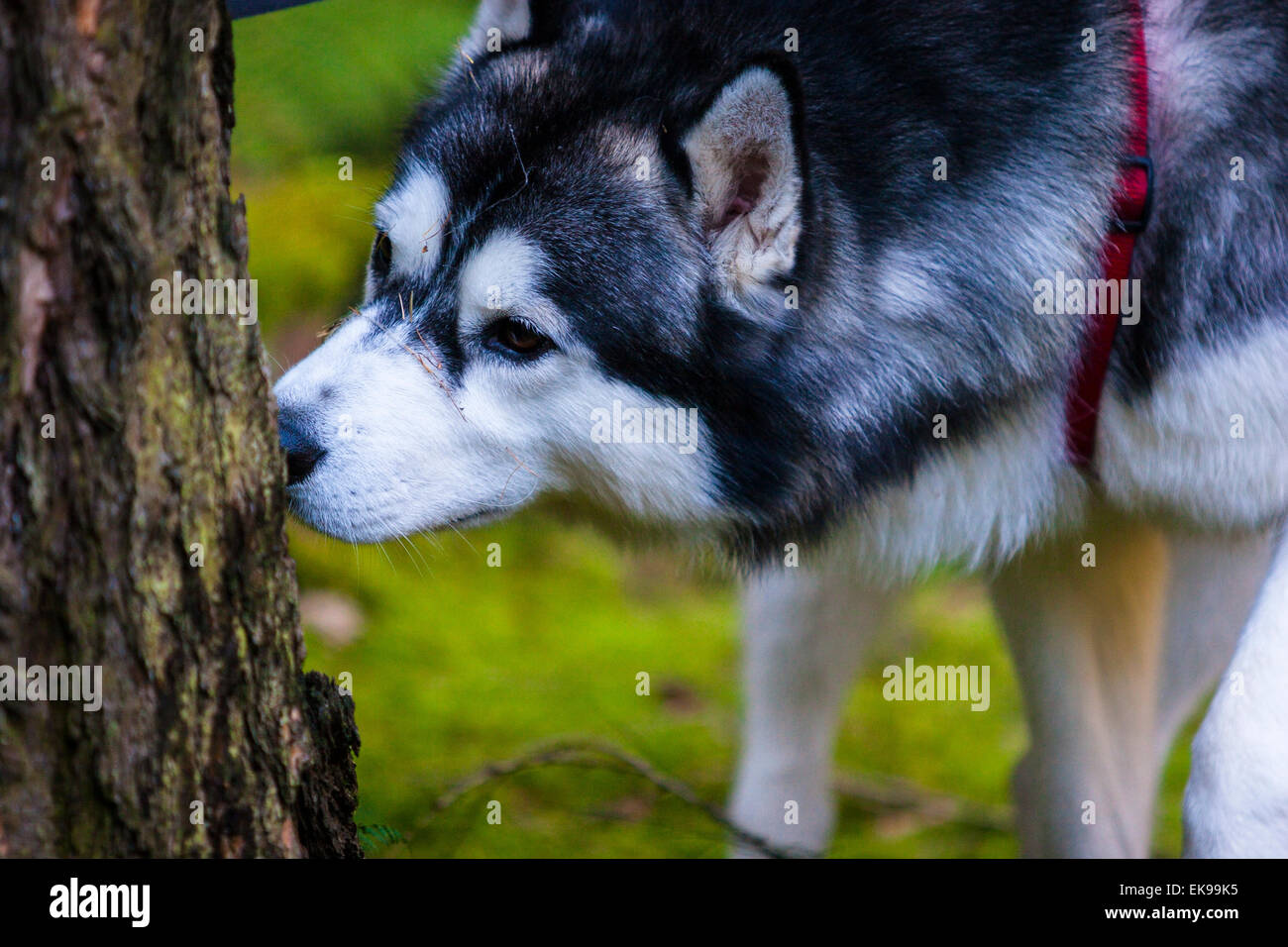 Siberian husky in a forest Stock Photo - Alamy