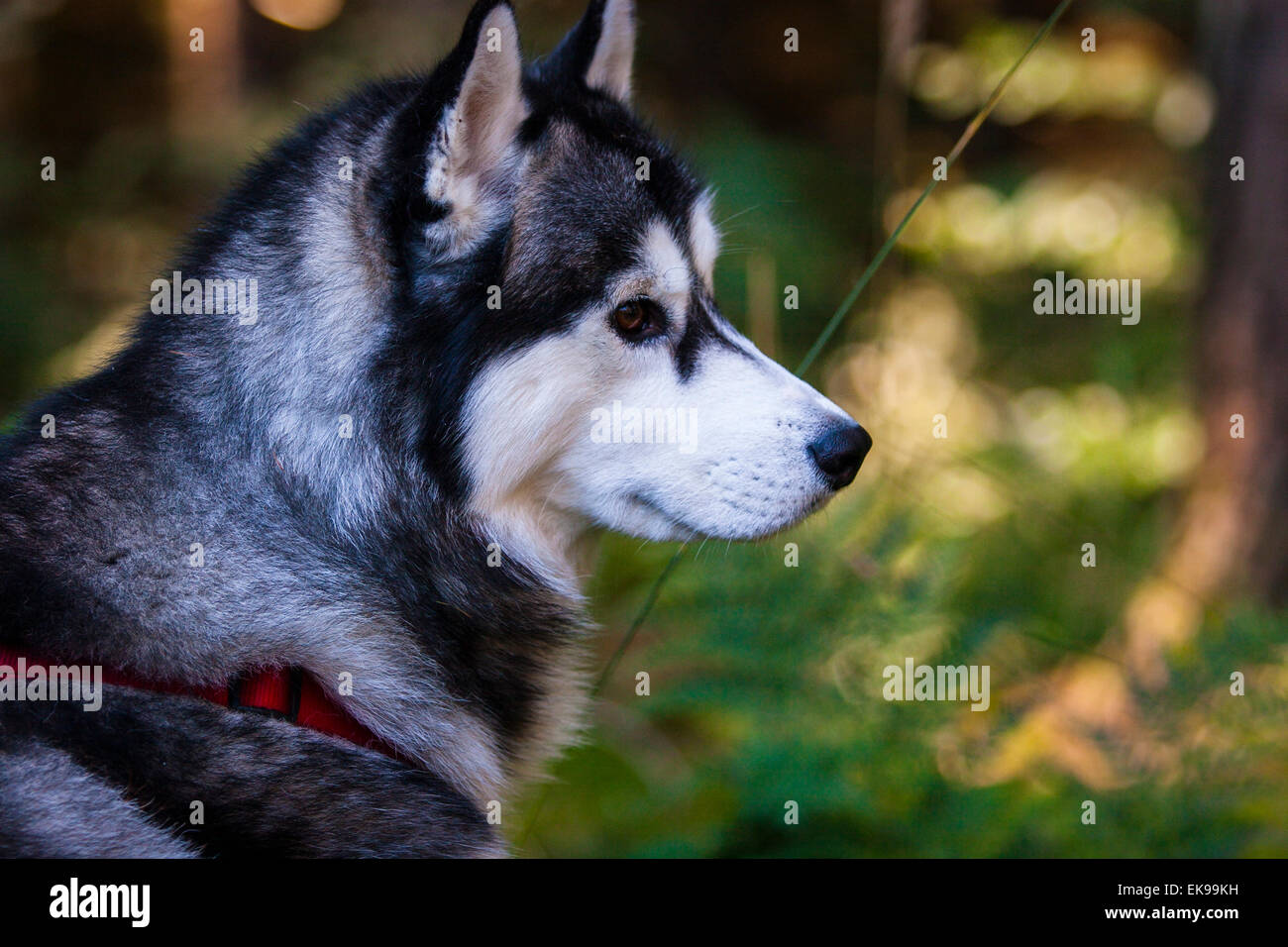 Siberian husky in a forest Stock Photo - Alamy