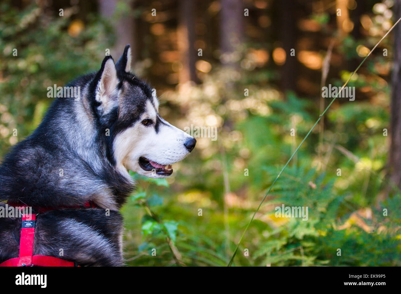 Siberian husky in a forest Stock Photo - Alamy