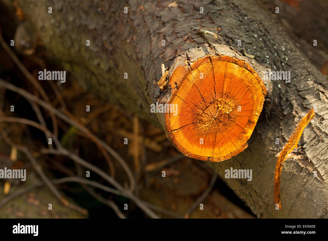 Horizontal tree log hi-res stock photography and images - Alamy
