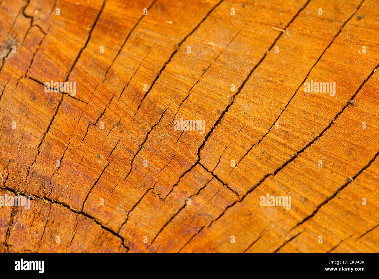 Concentric texture hi-res stock photography and images - Alamy
