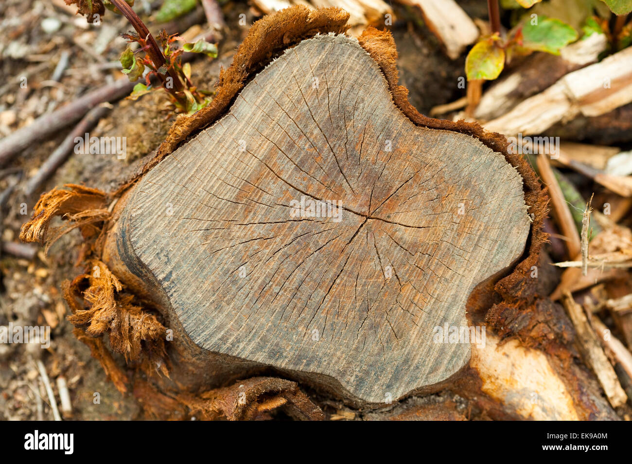 Aging stump hi-res stock photography and images - Alamy