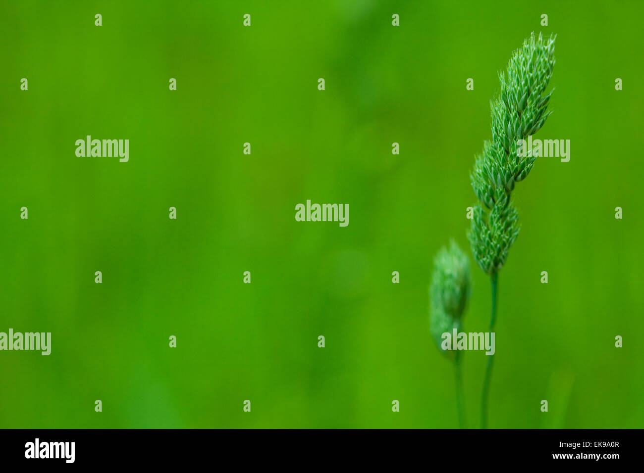 spike on a green background Stock Photo - Alamy