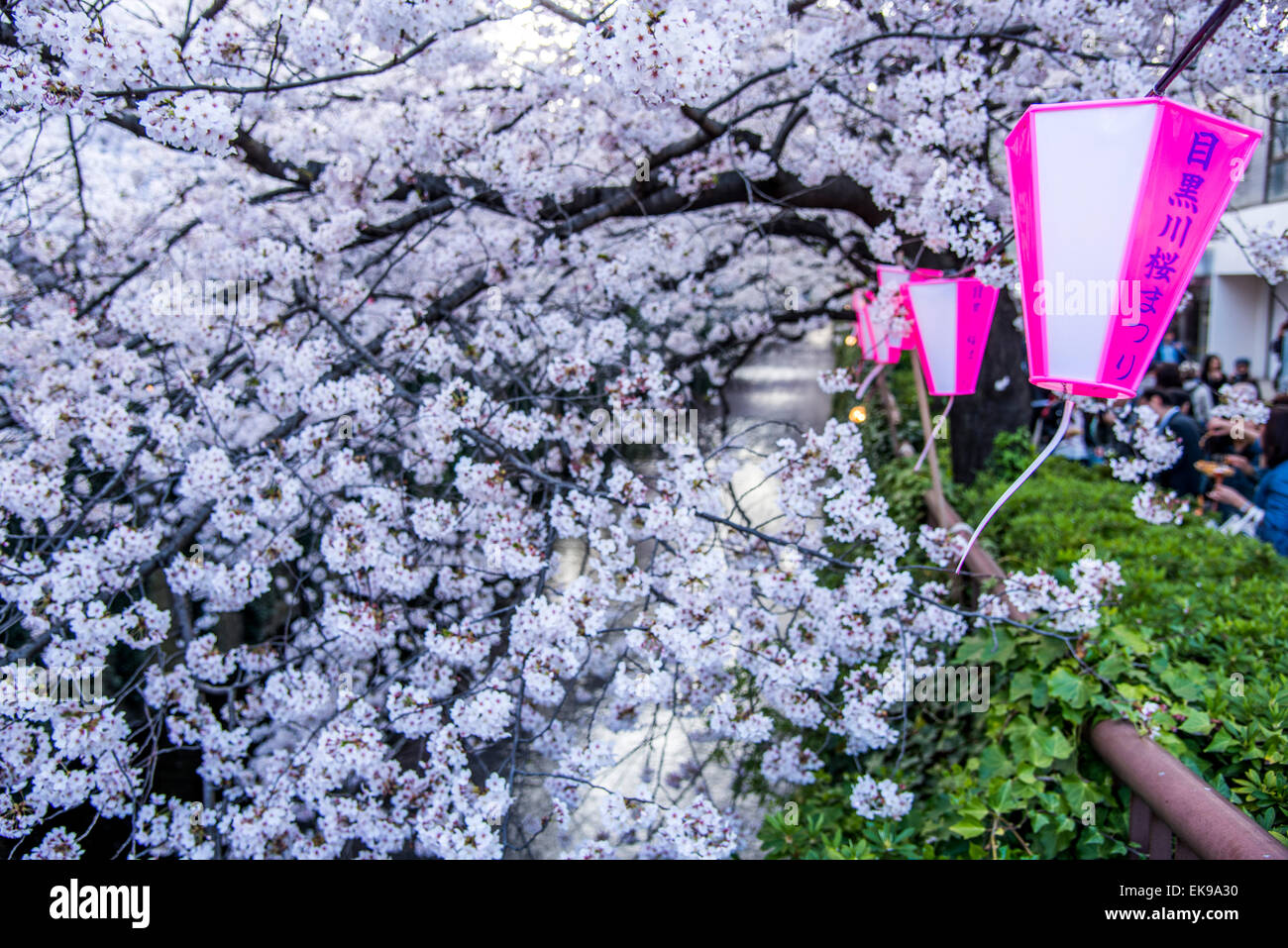 Cherry blossom,Meguro River,Meguro-Ku,Tokyo,Japan Stock Photo - Alamy