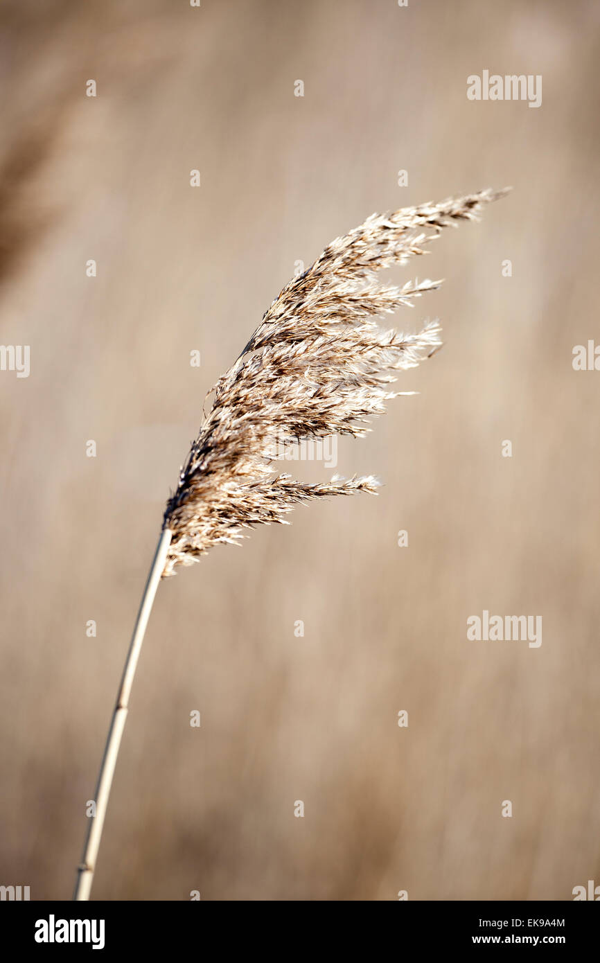Reed pen hi-res stock photography and images - Alamy