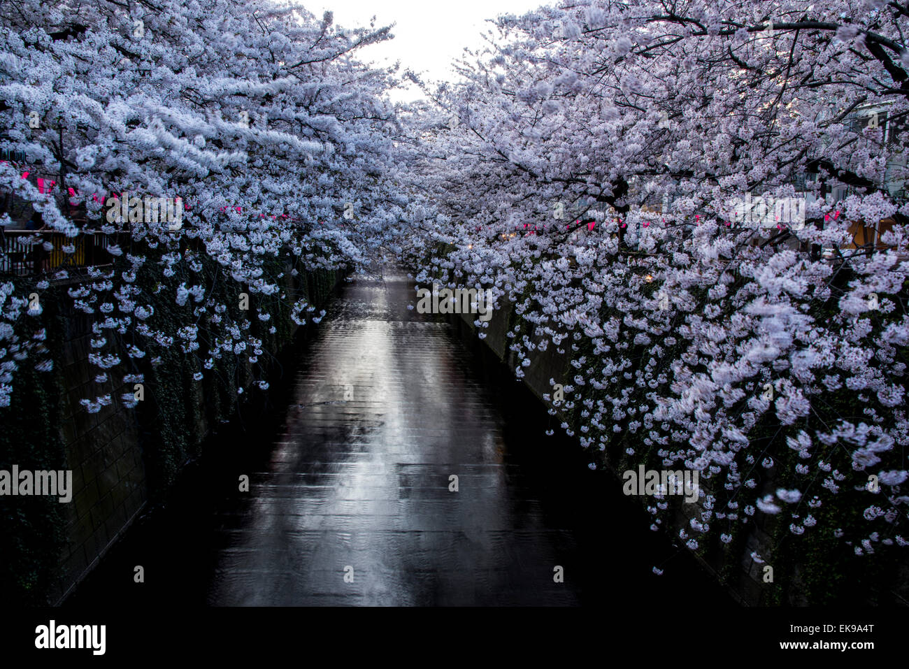 Cherry blossom,Meguro River,Meguro-Ku,Tokyo,Japan Stock Photo - Alamy