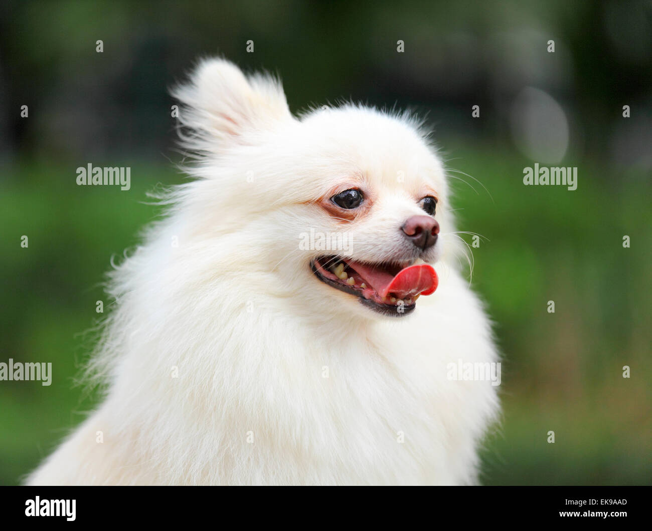 Friendly pomeranian dog hi-res stock photography and images - Alamy