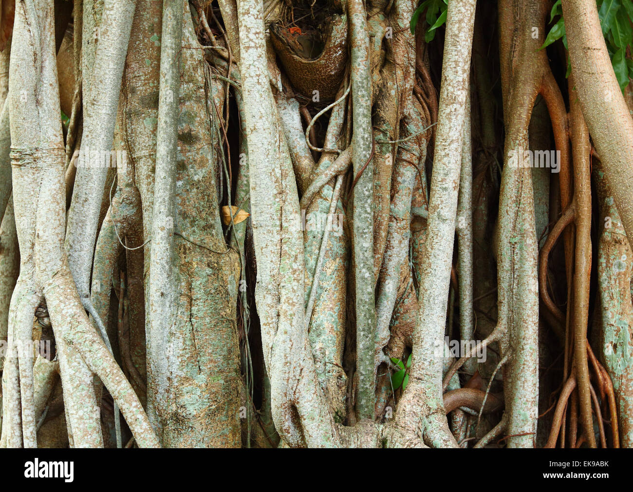 Fading tree hi-res stock photography and images - Alamy