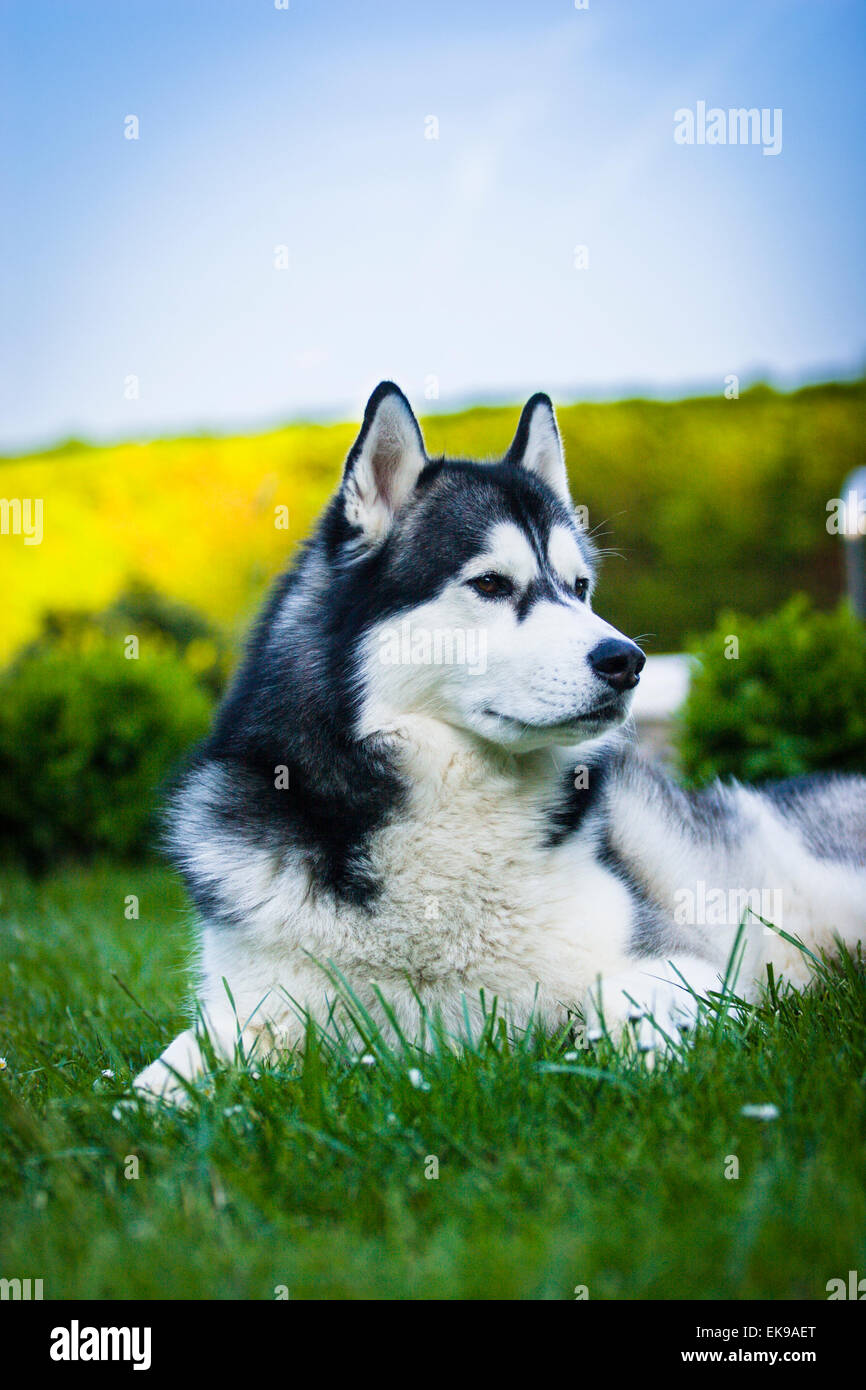 Siberian husky lying on a meadow Stock Photo - Alamy