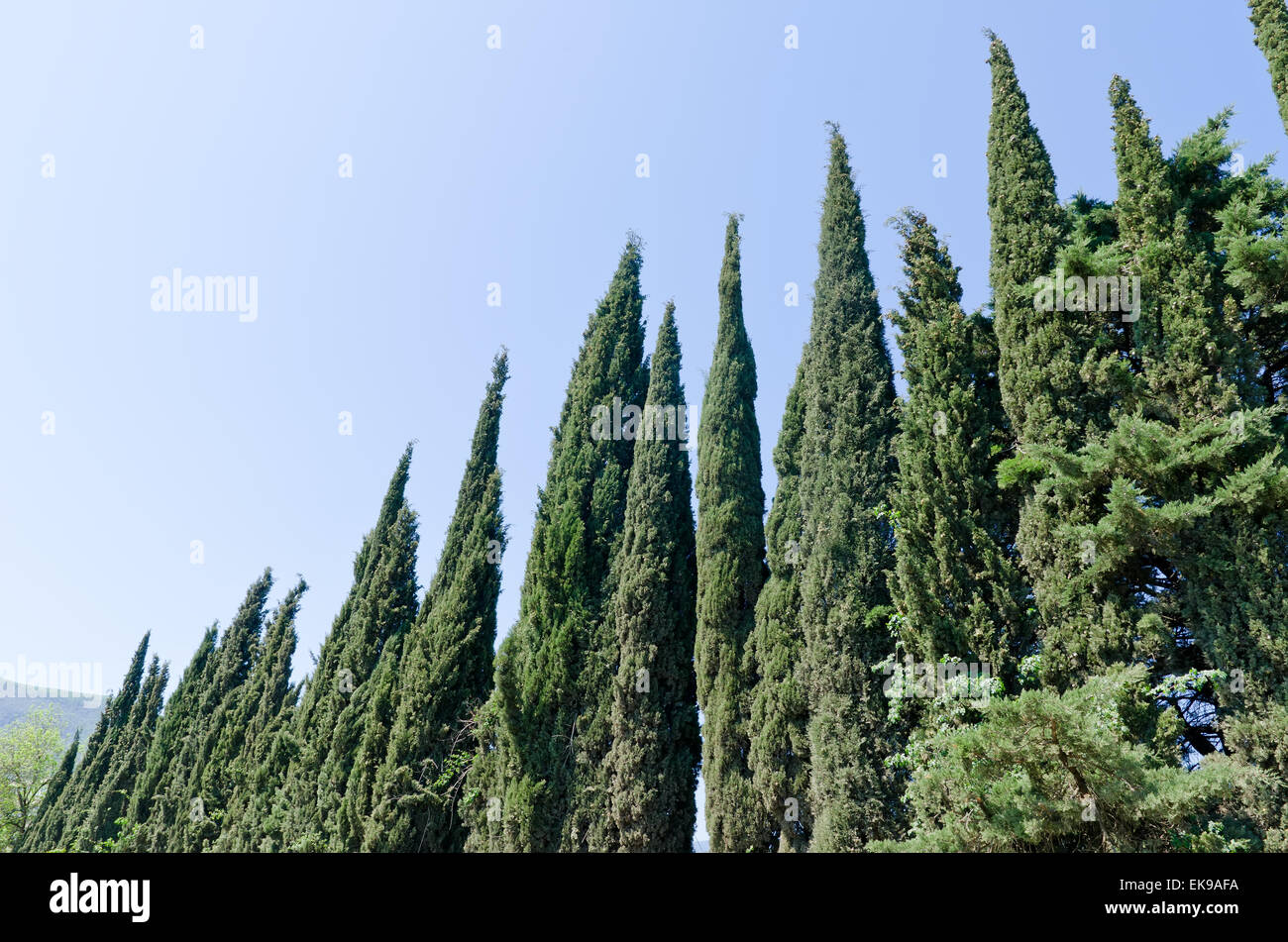 Rounded trees hi-res stock photography and images - Alamy