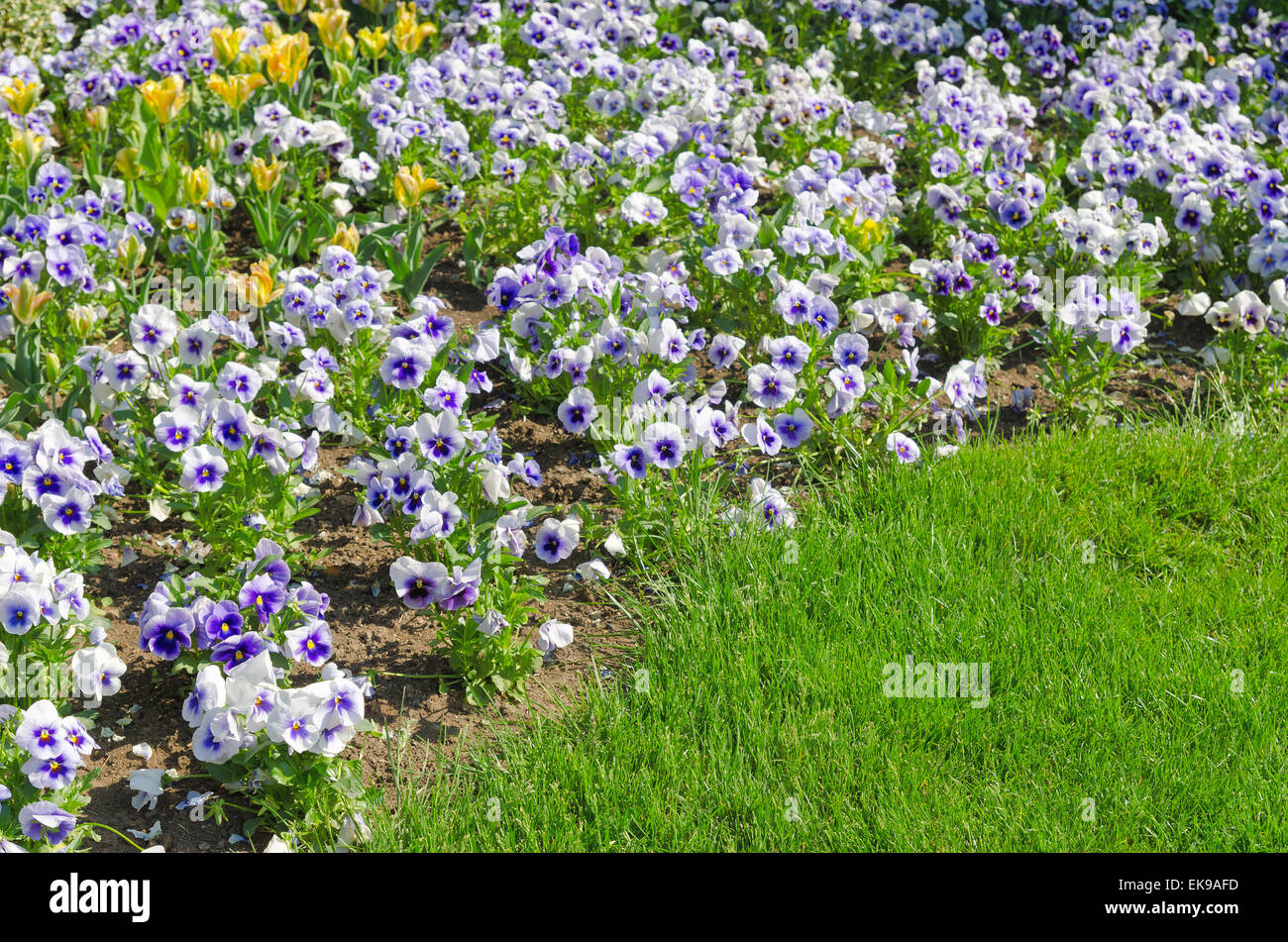flower with green grass Stock Photo - Alamy
