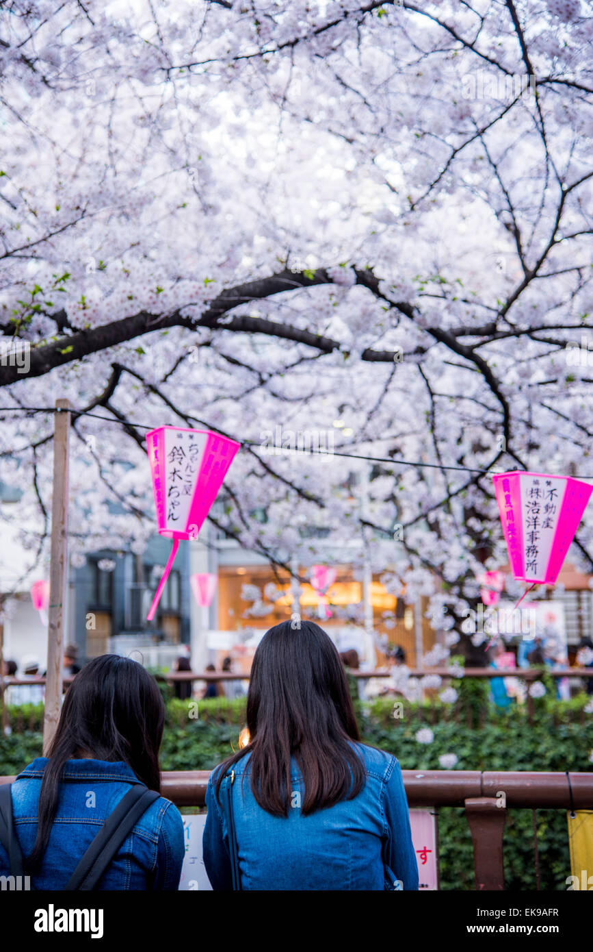 Cherry blossom,Meguro River,Meguro-Ku,Tokyo,Japan Stock Photo - Alamy