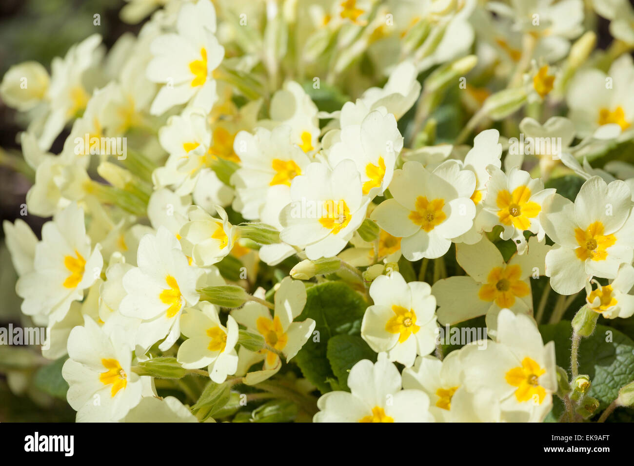 Wild primroses uk hi-res stock photography and images - Alamy