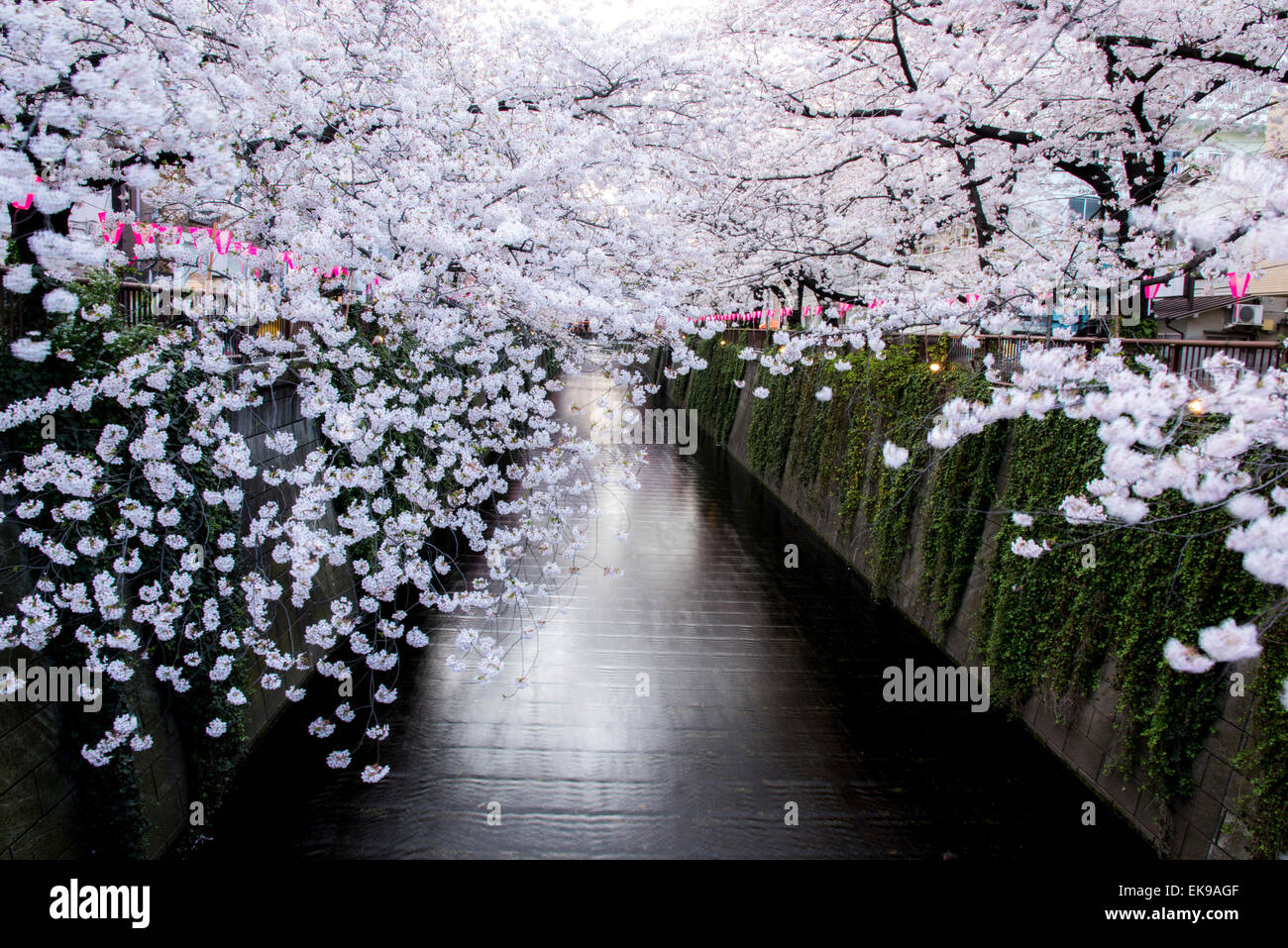 Cherry blossom,Meguro River,Meguro-Ku,Tokyo,Japan Stock Photo - Alamy