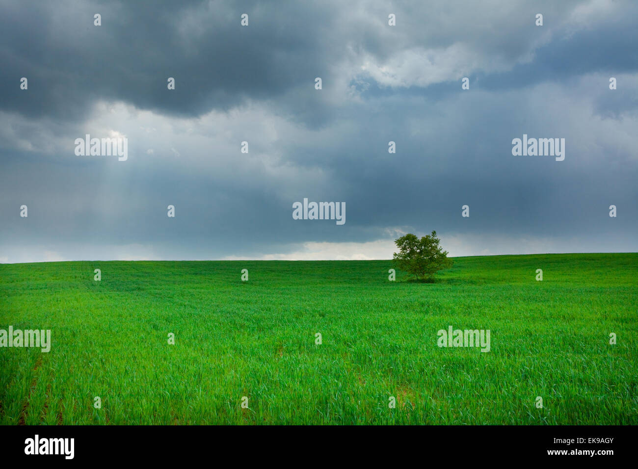 lonely tree standing in a field Stock Photo - Alamy