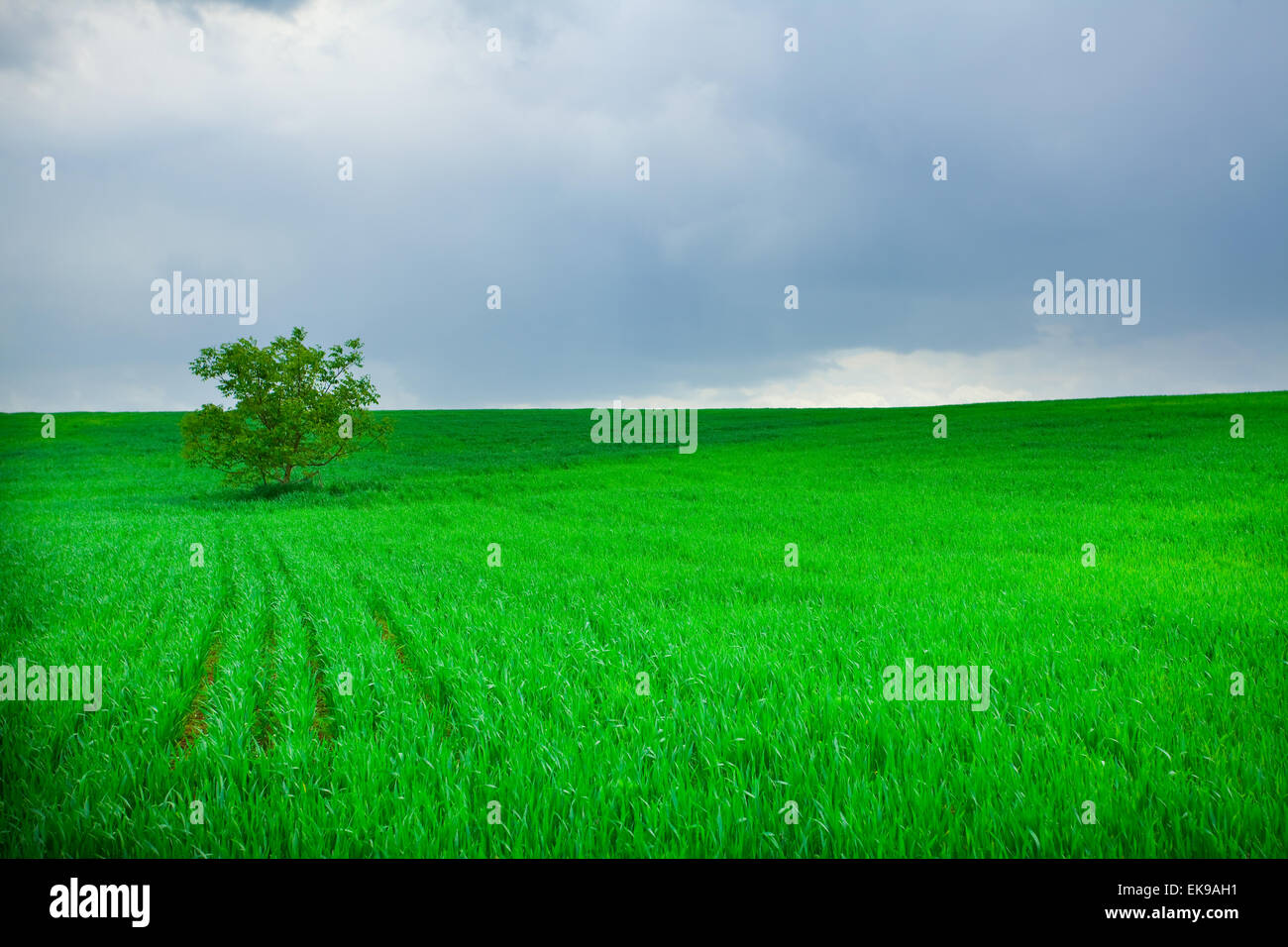 lonely tree standing in a field Stock Photo - Alamy