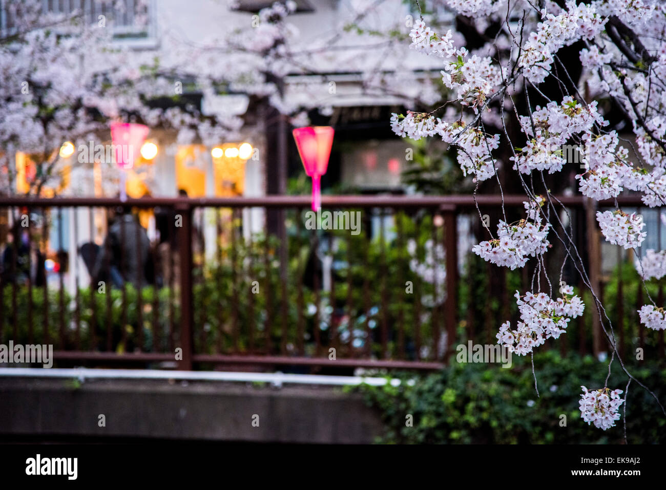 Cherry blossom,Meguro River,Meguro-Ku,Tokyo,Japan Stock Photo - Alamy