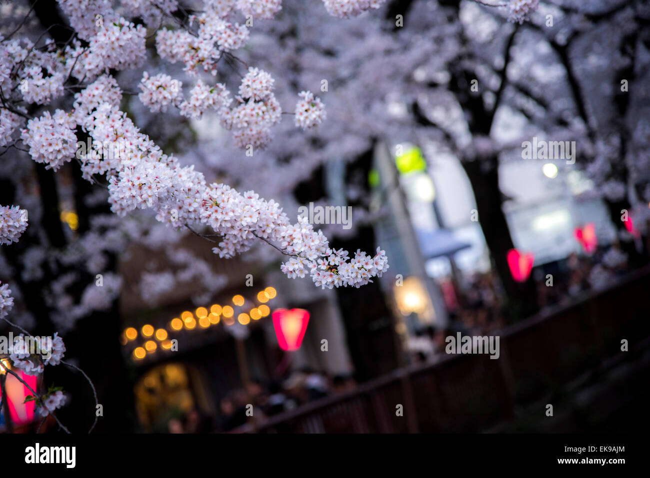 Cherry blossom,Meguro River,Meguro-Ku,Tokyo,Japan Stock Photo - Alamy
