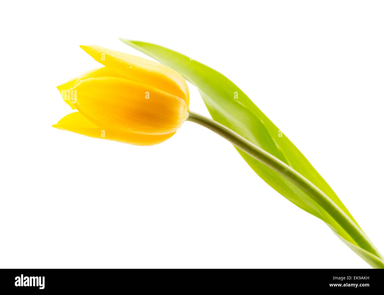 One yellow tulip. Isolate on white background Stock Photo - Alamy