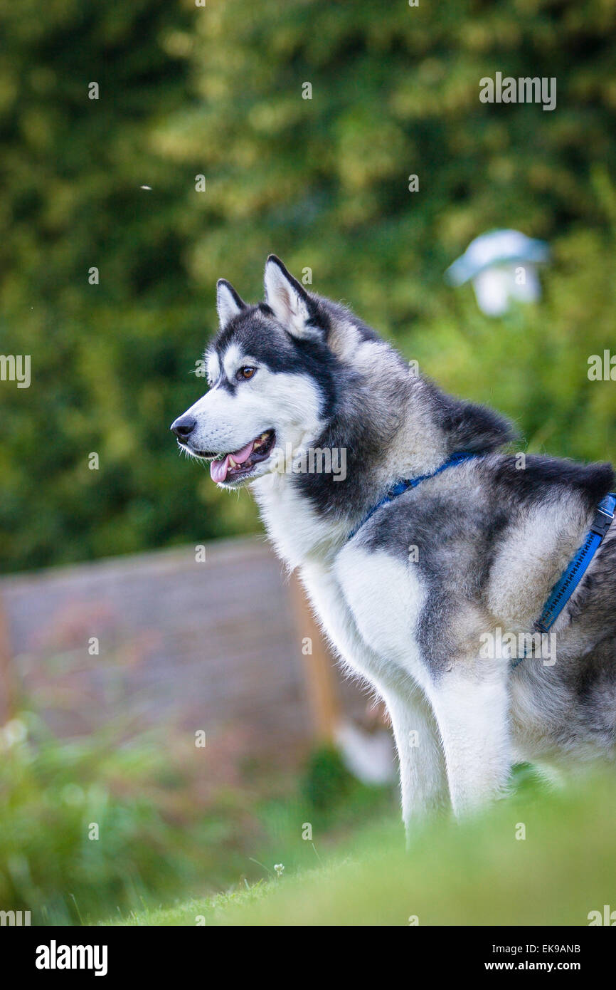 Siberian Husky Portrait Stock Photo - Alamy
