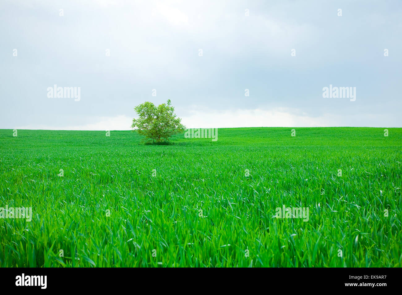 lonely tree standing in a field Stock Photo - Alamy
