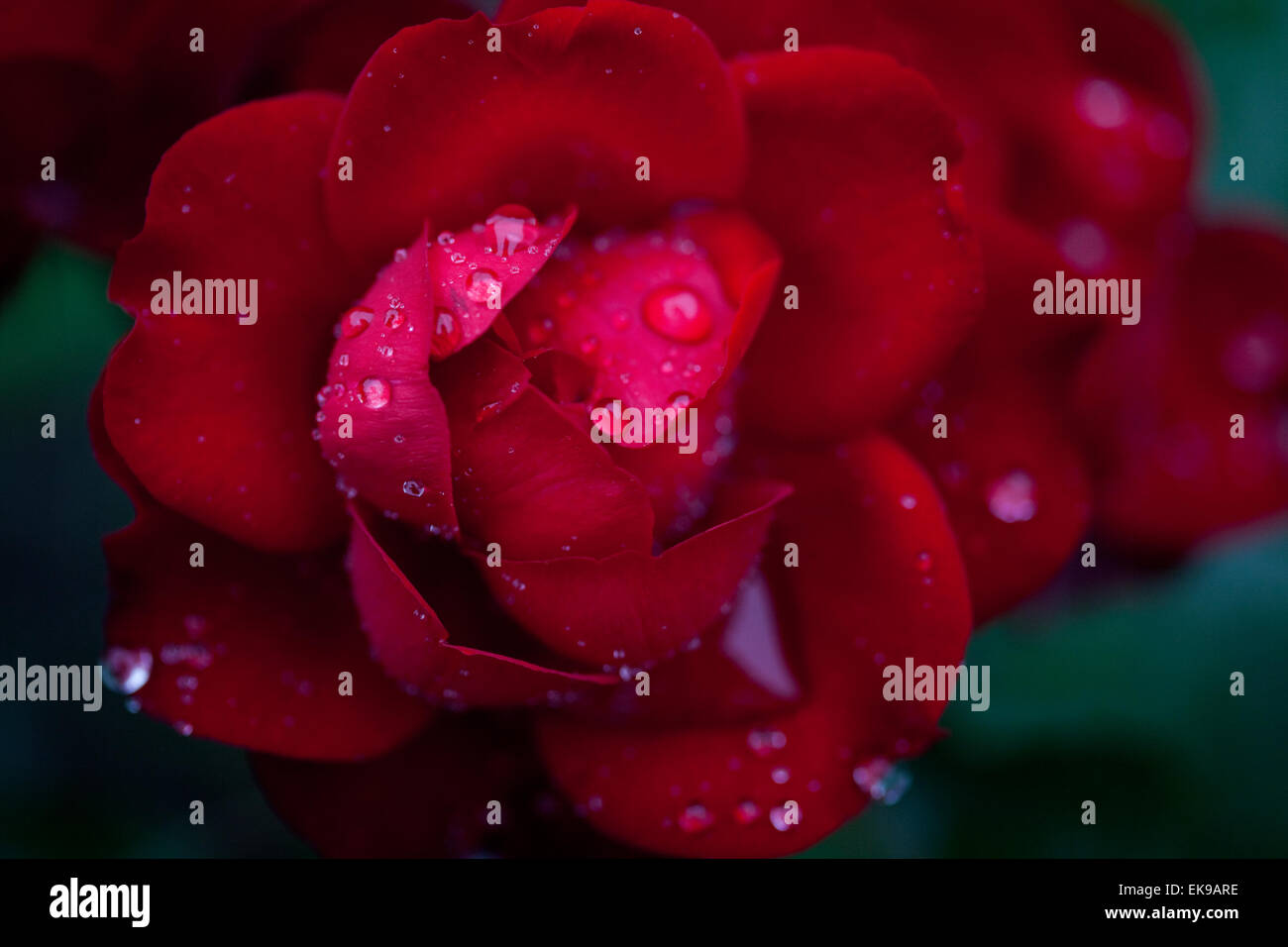Rose with rain drops Stock Photo - Alamy